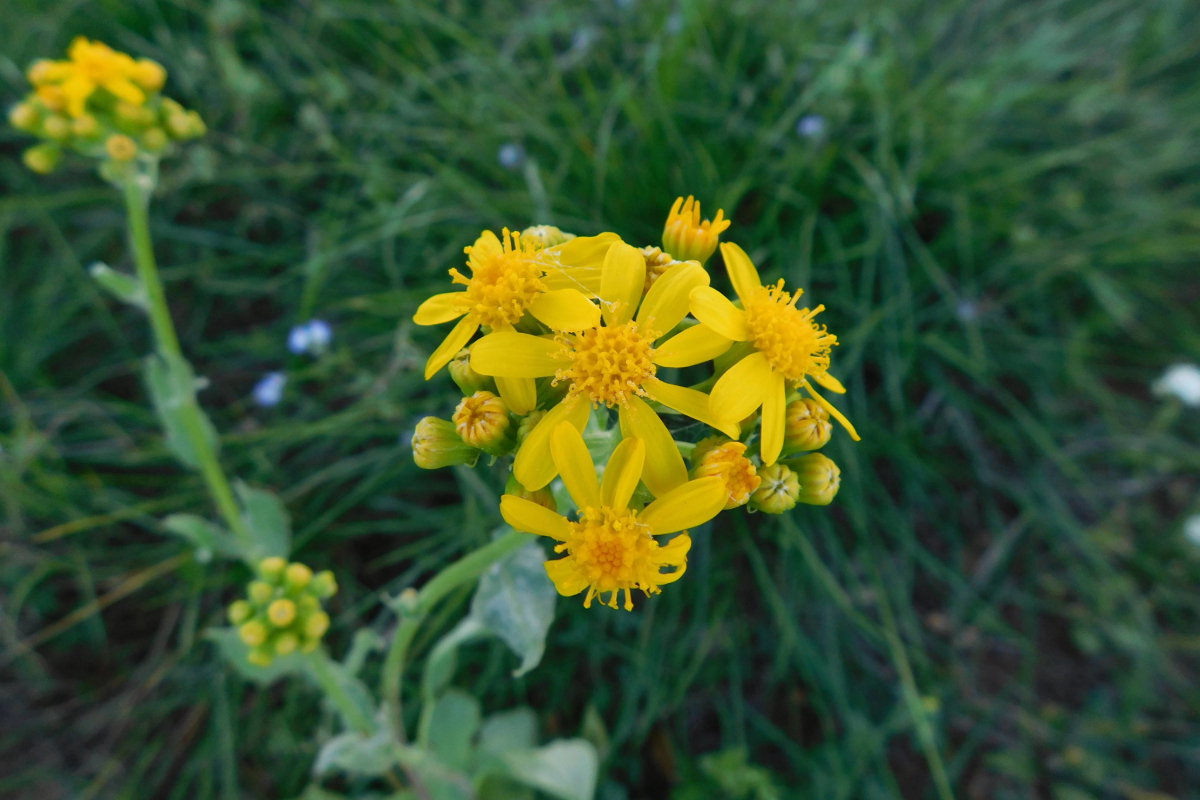 Hill Country Wildflower Identification Guide - 101 Highland Lakes
