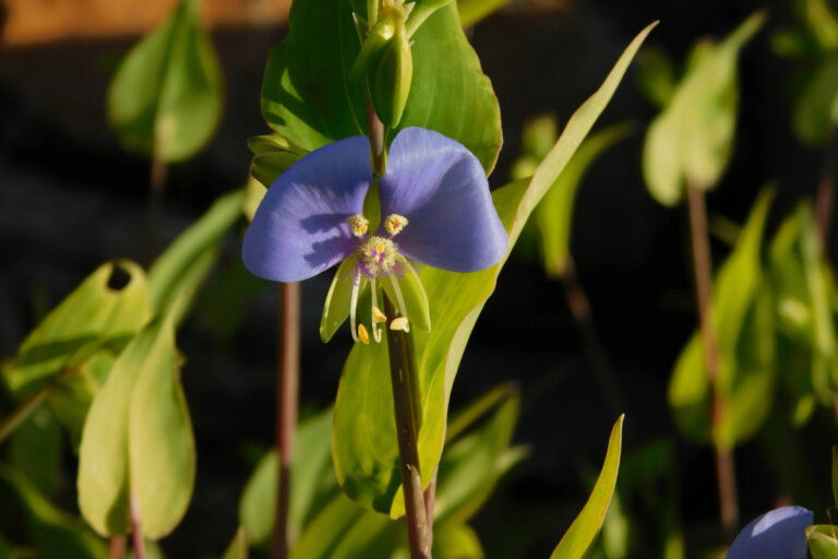 Hill Country Wildflower Identification Guide - 101 Highland Lakes