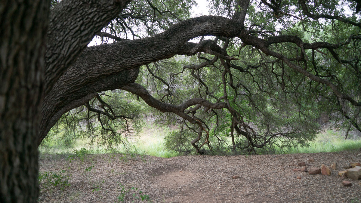 Hug a tree in the Highland Lakes - 101 Highland Lakes