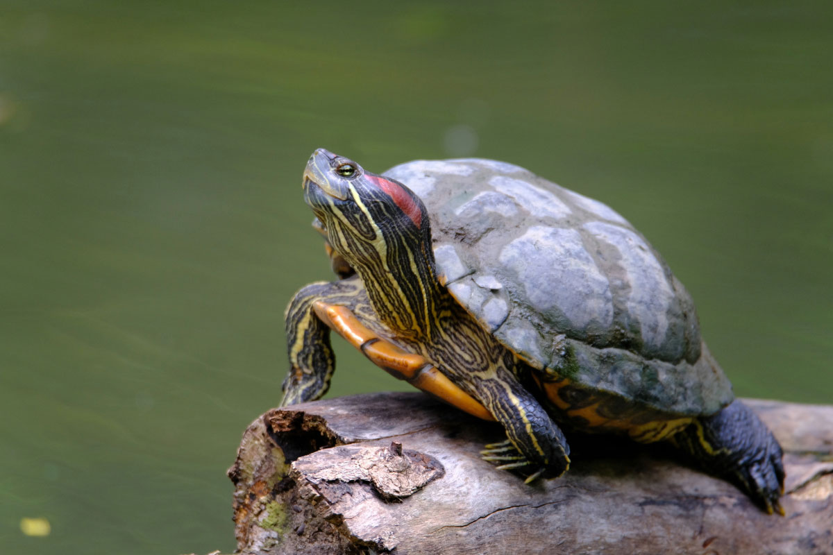 What the shell? Turtles of the Highland Lakes - 101 Highland Lakes