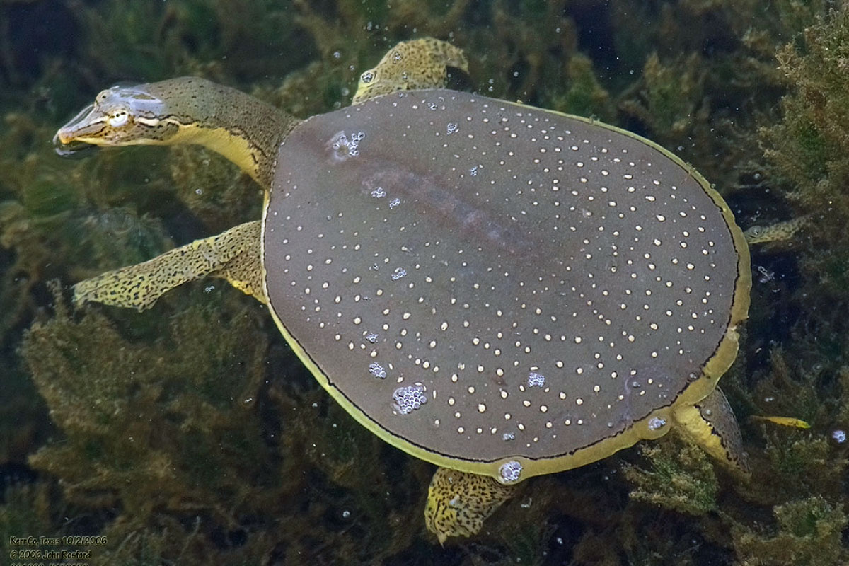 What the shell? Turtles of the Highland Lakes - 101 Highland Lakes