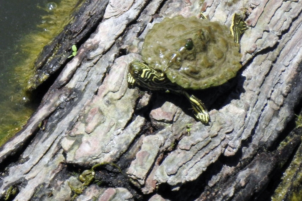 What the shell? Turtles of the Highland Lakes - 101 Highland Lakes