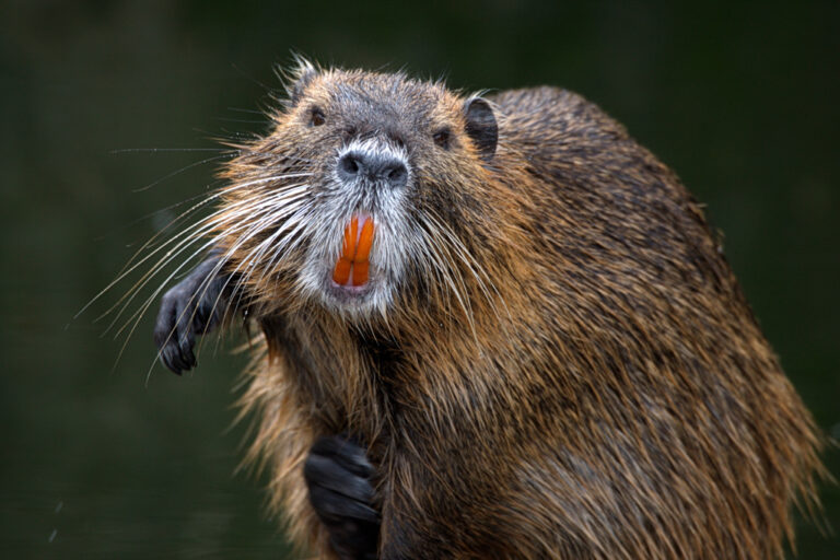 Nightmare nutria damage habitat and spread disease but make a delicate ...