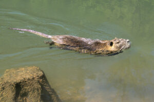 Nightmare nutria damage habitat and spread disease but make a delicate ...