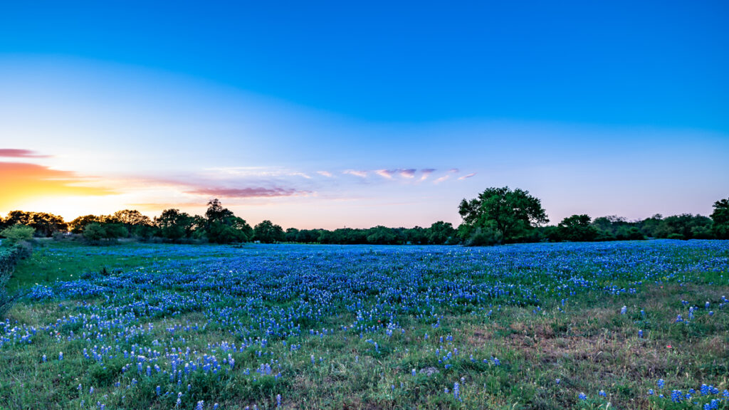 Master Naturalist shares steps to growing bluebonnets - 101 Highland Lakes