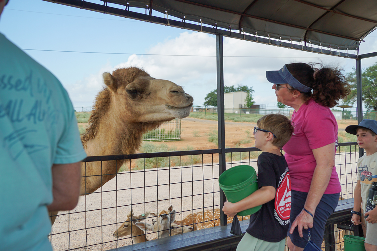 Take a wild ride at Exotic Resort Zoo - 101 Highland Lakes