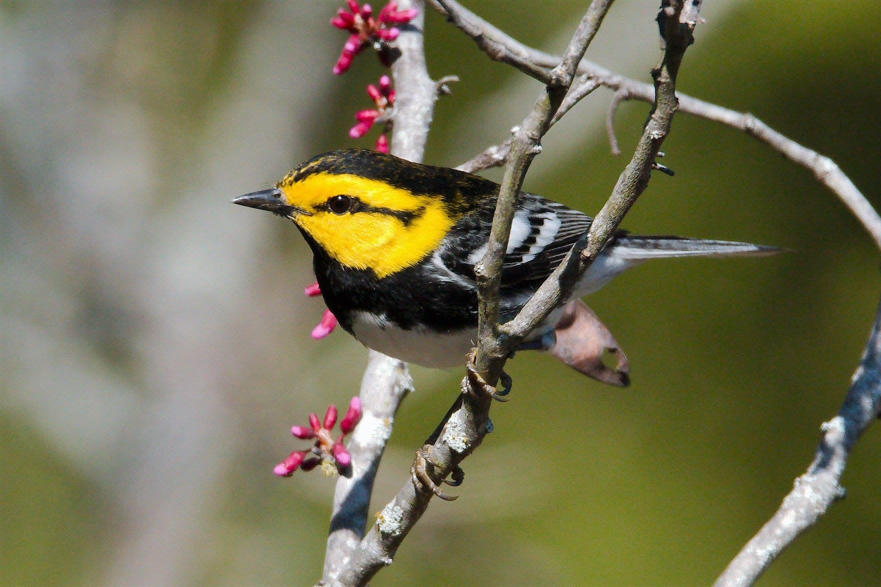 Balcones Canyonlands National Wildlife Refuge - The Highland Lakes of ...