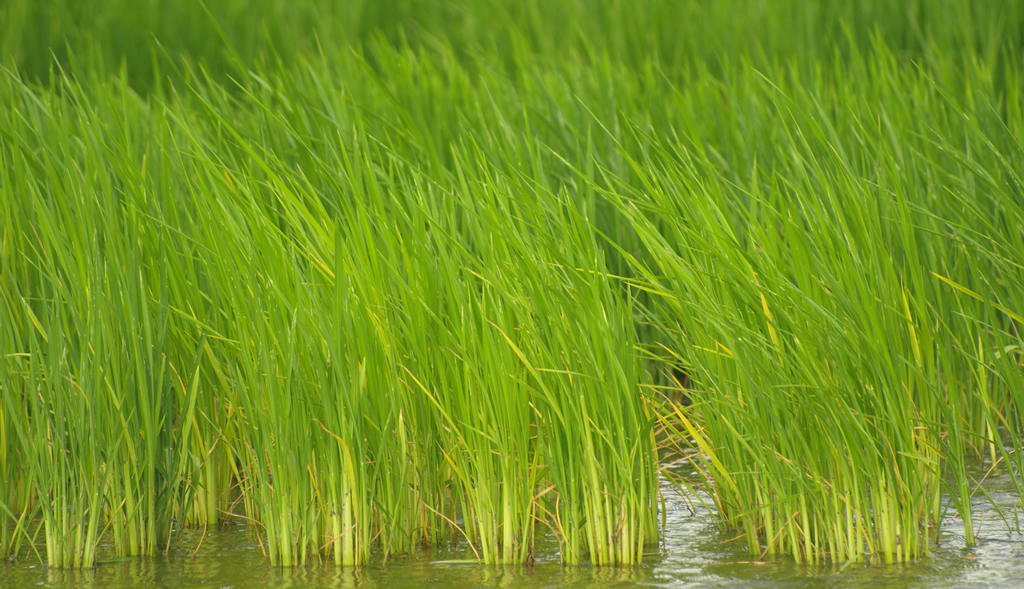 LCRA seeks public comments on rates for agriculture water customers ...