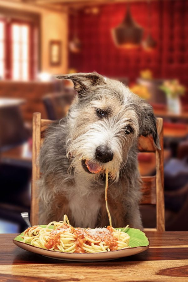 ‘Spayghetti and No-Balls’ on Feb. 27 benefits spay and neuter nonprofit ...