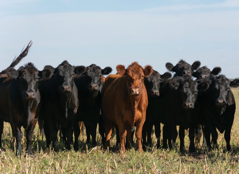 Field guide to Hill Country cattle - DailyTrib.com