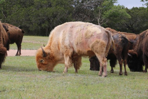 Rare white bison calf born in Burnet - DailyTrib.com