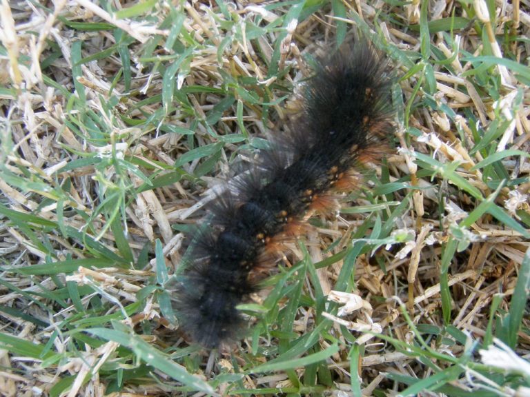 Woolly bears invade Highland Lakes - DailyTrib.com