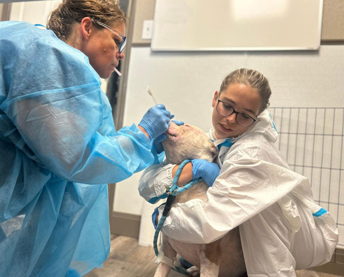 Donations vital as Humane Society eyes $30K in distemper care ...