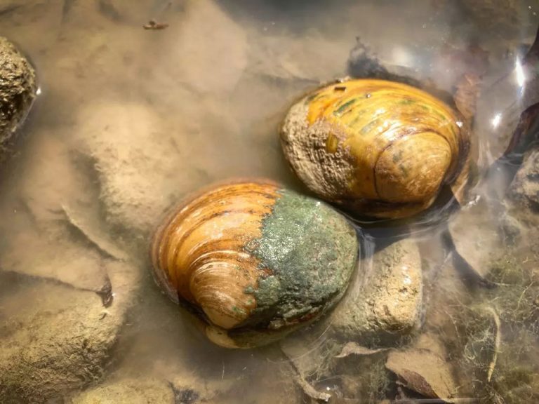 Local mussels now endangered, habitat federally protected - DailyTrib.com