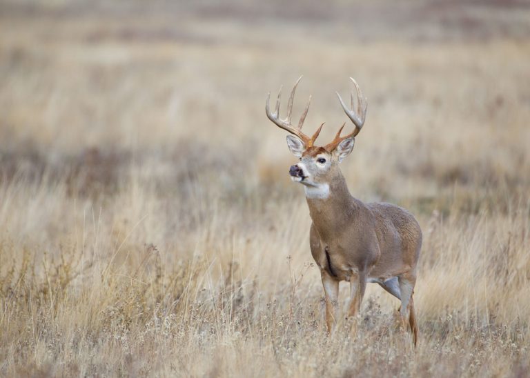 Applications open for 2025-26 Texas drawn hunts - DailyTrib.com