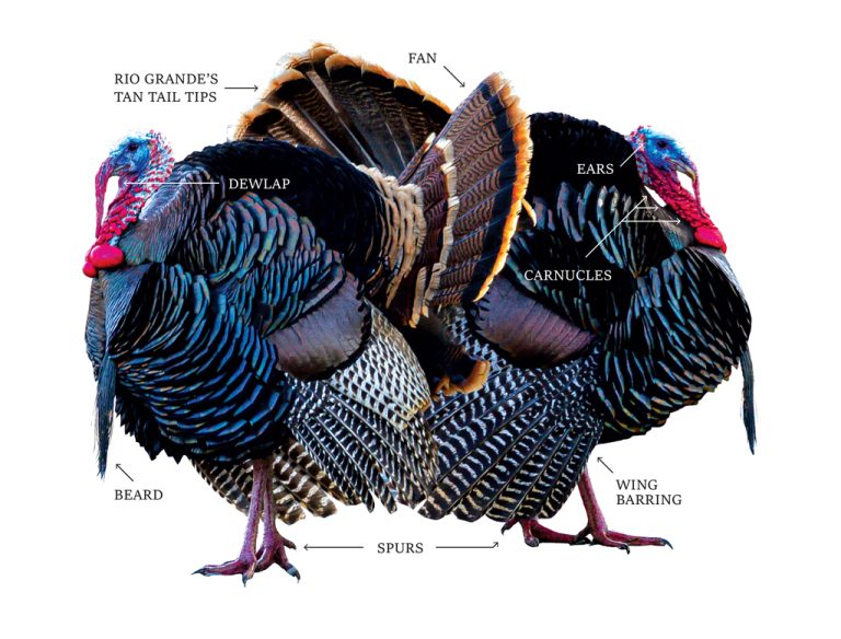 Wild turkeys vs. Thanksgiving cousins - DailyTrib.com