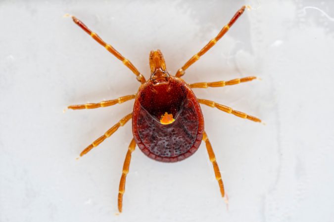 How to spot, avoid, and remove ticks in Texas - DailyTrib.com