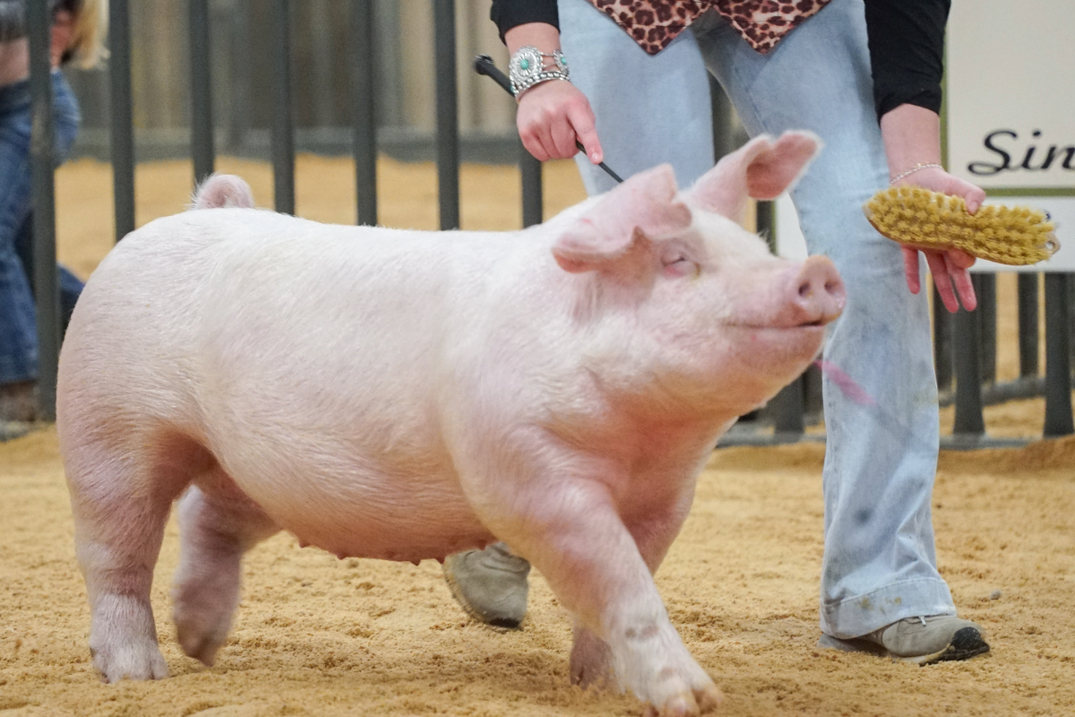 Pig Llano livestock show Dakota Morrissiey - DailyTrib.com