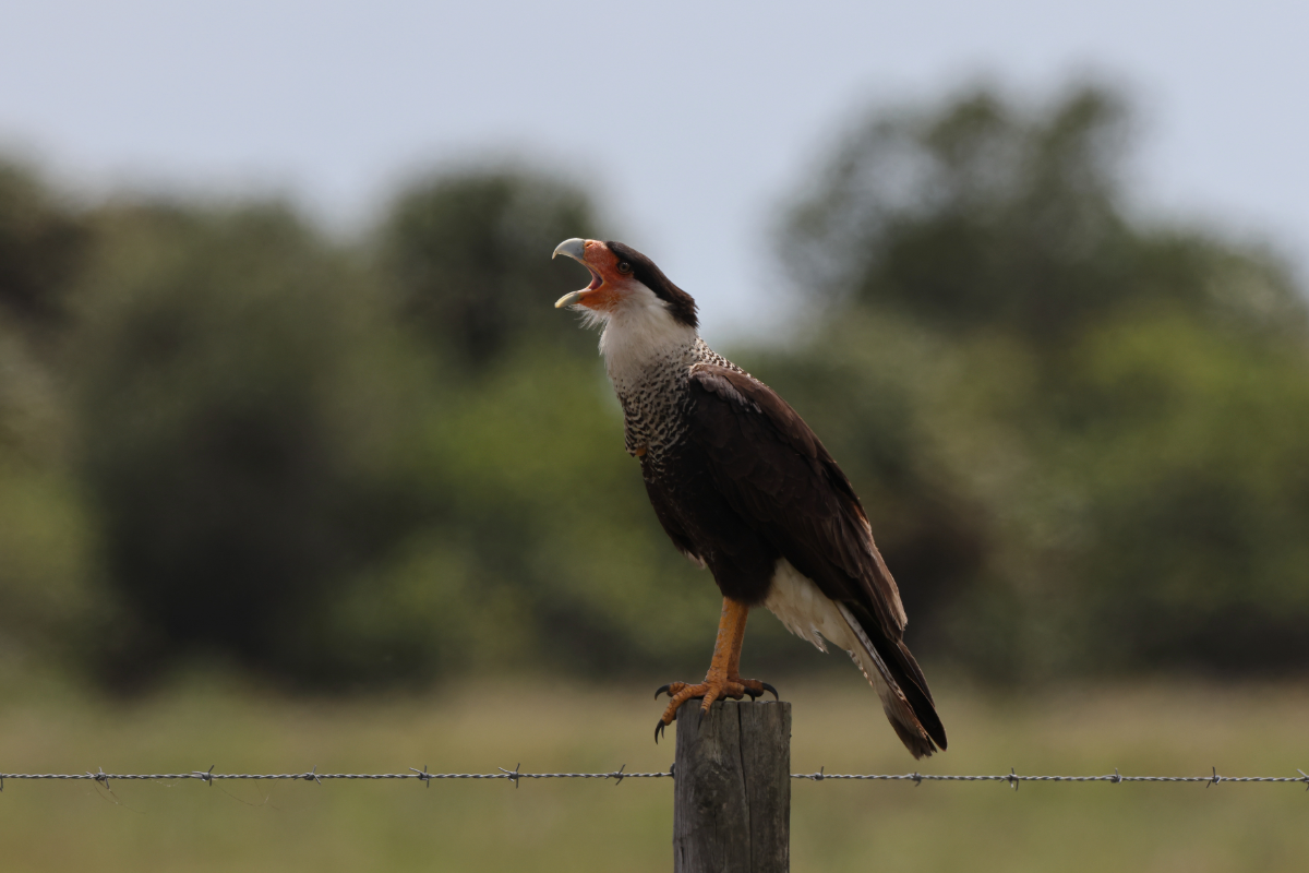 Crested Caracara calling Adobe image - DailyTrib.com