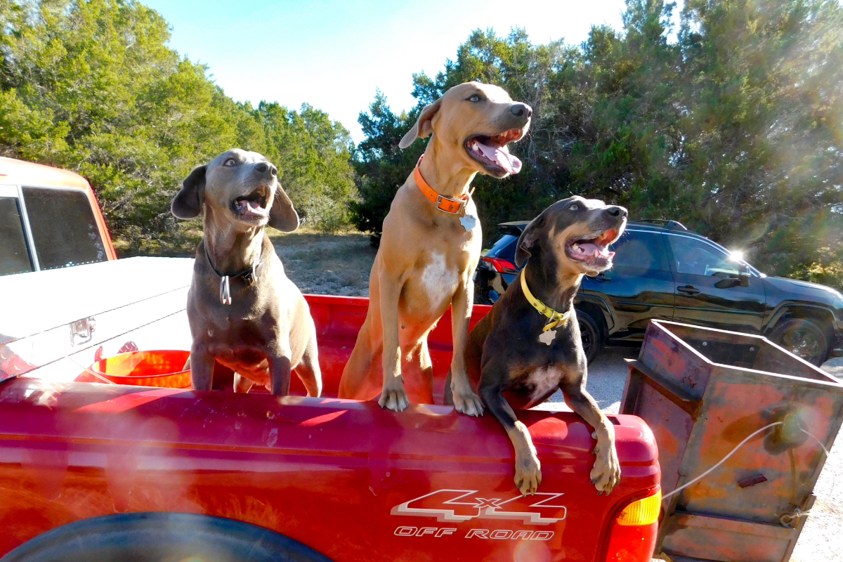 Almighty dog: Locally bred Lacy Hog Dogs, the Texas state canine ...