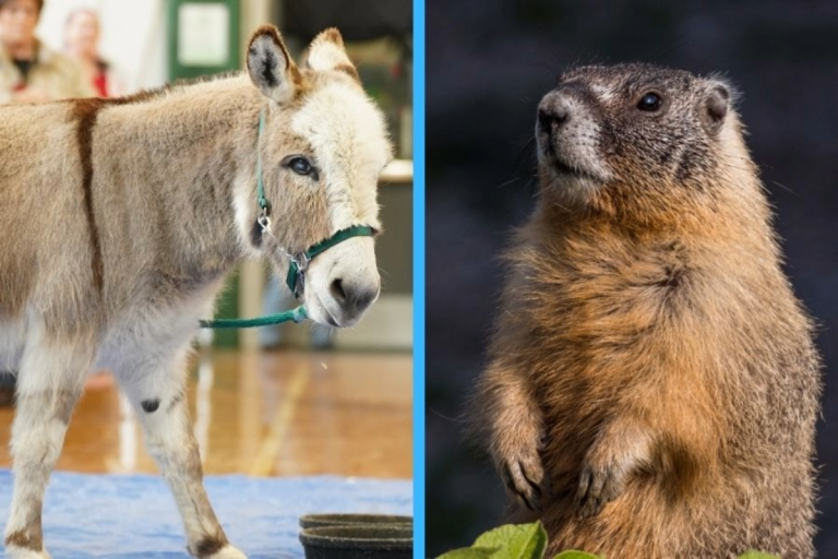 Pawnee the Donkey predicts early spring; challenges Punxsutawney Phil ...