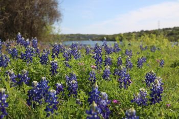 Wildflower season to bring a mixed bag of blooms to Hill Country ...