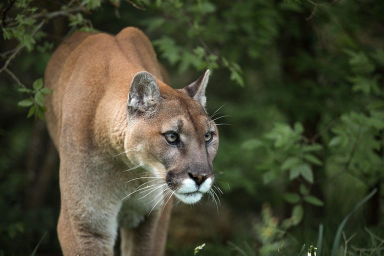 Texas considers mandatory reporting for mountain lion hunts - DailyTrib.com